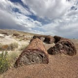 Crystal Forest Trail, Arizona - 1,811 Reviews, Map | AllTrails