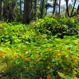 Presidio Loop Trail, California - 1,492 Reviews, Map | AllTrails