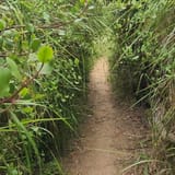 Forrestal Preserve Loop, California - 1,206 Reviews, Map | AllTrails