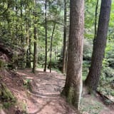 Rock Bridge Trail, Kentucky - 3,962 Reviews, Map | AllTrails
