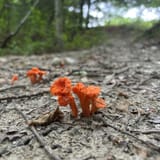 Ryan Park Loop, Rhode Island - 422 Reviews, Map | AllTrails