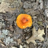 Ryan Park Loop, Rhode Island - 422 Reviews, Map | AllTrails