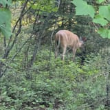 Apgar Bike Trail, Montana - 348 Reviews, Map | AllTrails