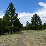 Campbell Mesa Loop, Arizona - 1,365 Reviews, Map | AllTrails
