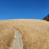 Hickory Oak Ridge Trail Loop, California - 225 Reviews, Map | AllTrails