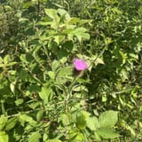 Sachuest Point National Wildlife Refuge Trail, Rhode Island - 2,054 ...