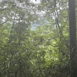 Trace Ridge Trail, Spencer Gap, and Fletcher Creek Loop, North Carolina ...