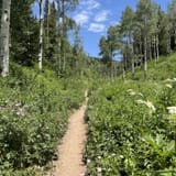 Desolation Lake via Mill D North Fork and Desolation Trail, Utah ...