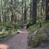 Silver Falls Loop, Washington - 3,513 Reviews, Map | AllTrails