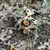 Parnell Tower Trail, Wisconsin - 885 Reviews, Map | AllTrails