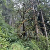 Oneonta Trail, Oregon - 724 Reviews, Map | AllTrails
