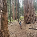 Congress Trail, California - 3,539 Reviews, Map | AllTrails