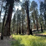 Congress Trail, California - 3,515 Reviews, Map | AllTrails