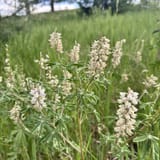 Colorow Mountain Forest and Meadow Loop Trail, Colorado - 595 Reviews ...