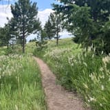 Colorow Mountain Forest and Meadow Loop Trail, Colorado - 595 Reviews ...