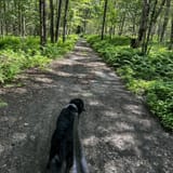 Tobyhanna State Park Lakeside Loop Trail, Pennsylvania - 1,484 Reviews ...