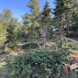 Twisted Forest, Utah - 158 Reviews, Map | AllTrails