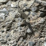 The Slots (Lower Kyle Canyon), Nevada - 225 Reviews, Map | AllTrails