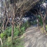 Mercer Bay Loop Track, Auckland, New Zealand - 752 Reviews, Map | AllTrails