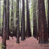 Redwood Forest via O’Shannassy Aqueduct Trail, Victoria, Australia - 93 ...