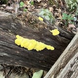 Three Ridges Loop via Appalachian Trail and Mau-Har Trail, Virginia ...