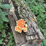 Three Ridges Loop via Appalachian Trail and Mau-Har Trail, Virginia ...