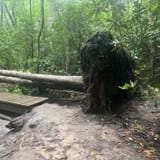 Long Branch Loop Trail, Georgia - 2,375 Reviews, Map | AllTrails