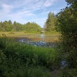 Leach Pond Trail, Massachusetts - 2,802 Reviews, Map | AllTrails