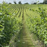 Boxley and the North Downs Circular, Kent, England - 463 Reviews, Map ...