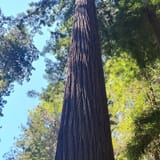 Tall Trees Grove Loop Trail, California - 2,484 Reviews, Map | AllTrails