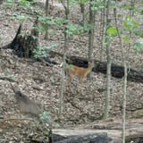 Saunders Springs Nature Preserve Loop, Kentucky - 400 Reviews, Map ...