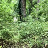 Morgan Run Natural Environmental Area Trails, Maryland - 417 Reviews ...