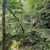 Greer Spring Trail, Missouri - 338 Reviews, Map | AllTrails
