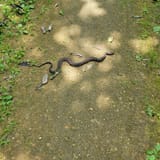 Red Cedar State Trail, Wisconsin - 215 Reviews, Map | AllTrails