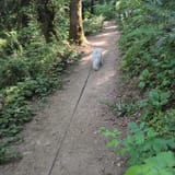 Poo Poo Point Trail, Washington - 6,774 Reviews, Map | AllTrails