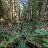 Poo Poo Point Trail, Washington - 6,774 Reviews, Map | AllTrails
