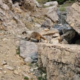 Skoki Loop Backpacking Trail, Alberta, Canada - 354 Reviews, Map ...