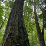 Maddron Bald Trail to Albright Grove Loop, Tennessee - 1,024 Reviews ...