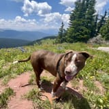 Shrine Ridge Trail, Colorado - 3,318 Reviews, Map | AllTrails