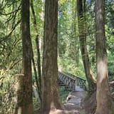 Tryon Creek Triple Bridge Loop, Oregon - 1,649 Reviews, Map | AllTrails
