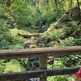Tryon Creek Triple Bridge Loop, Oregon - 1,649 Reviews, Map | AllTrails