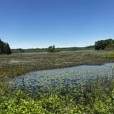 Leach Pond Trail, Massachusetts - 2,802 Reviews, Map | AllTrails