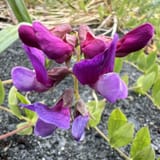 Tonsina Creek Trail, Alaska - 1,694 Reviews, Map | AllTrails