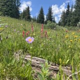 Shrine Ridge Trail, Colorado - 3,318 Reviews, Map | AllTrails