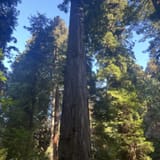 Berry Glen and Lady Bird Grove Trail , California - 564 Reviews, Map ...