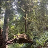 Berry Glen and Lady Bird Grove Trail , California - 564 Reviews, Map ...