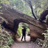 Tall Trees Grove Loop Trail, California - 2,484 Reviews, Map | AllTrails