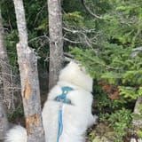 Square Ledge in Pinkham Notch, New Hampshire - 500 Reviews, Map | AllTrails