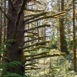 Clatsop Loop Trail from Indian Beach, Oregon - 3,000 Reviews, Map ...