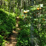 Mount Rose Trail, Washington - 1,393 Reviews, Map | AllTrails